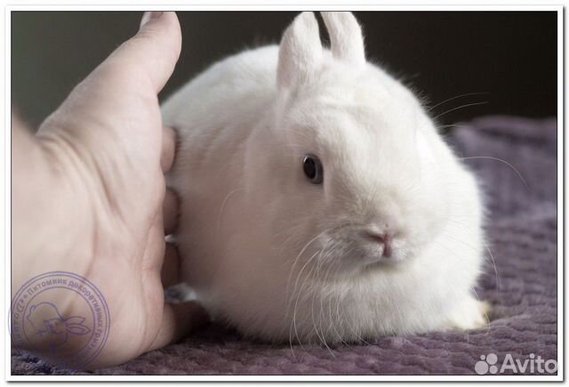 Кролик белый голубоглазый минор 1100 грамм