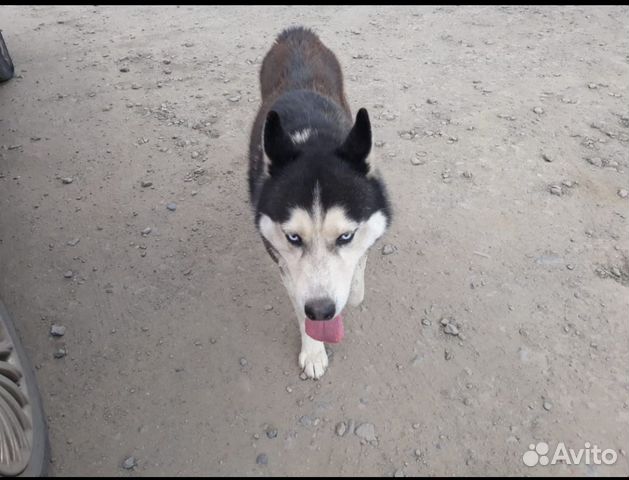 Сибирский хаски