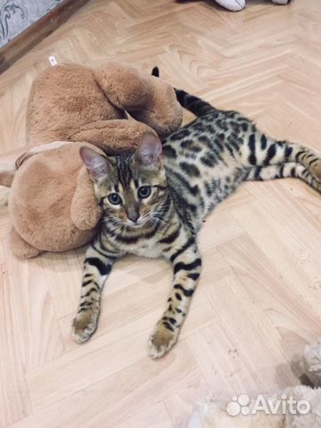 Отдам кошечку (бенгальская)