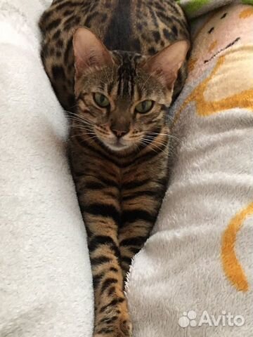 Бенгальская