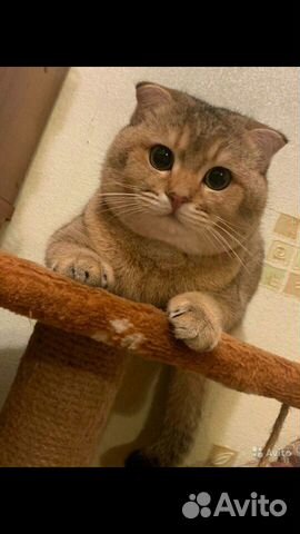 Британская