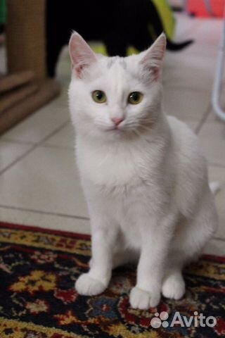 Котенок бесплатно