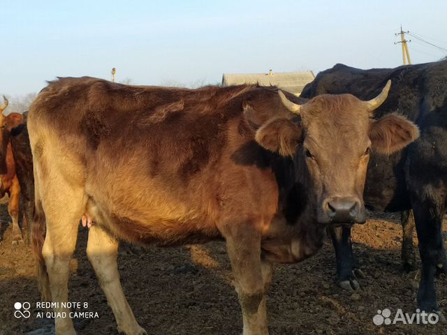 Тельные телки