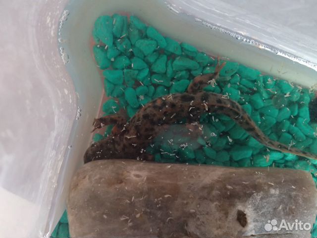 Продам тритошу