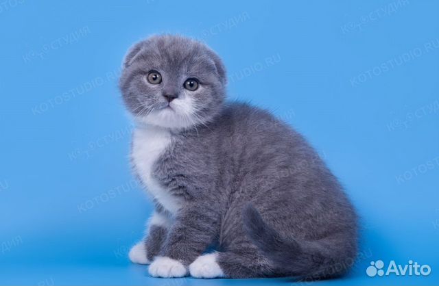 Котёнок голубой биколор Раст