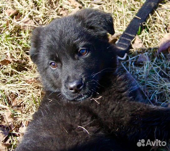 Щеночек в дар