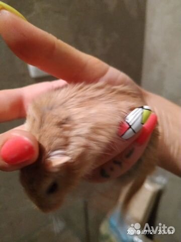 Монгольская песчанка