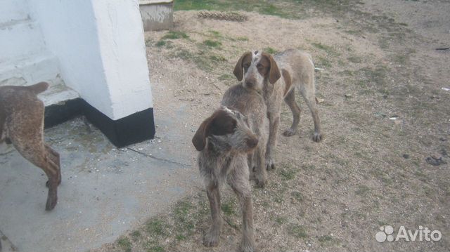 Продам щенков дратхаара