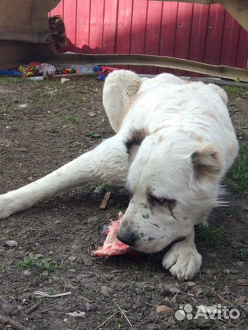 Пристраивается в хорошие руки собака сао