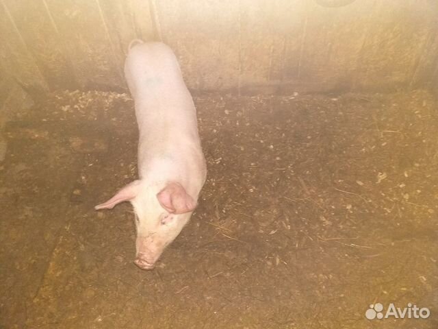 Поросенок ландрас