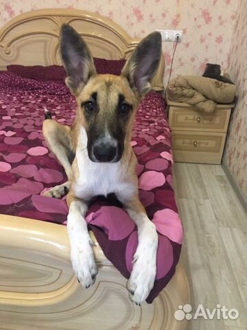 Собака, щенок 5,5 мес