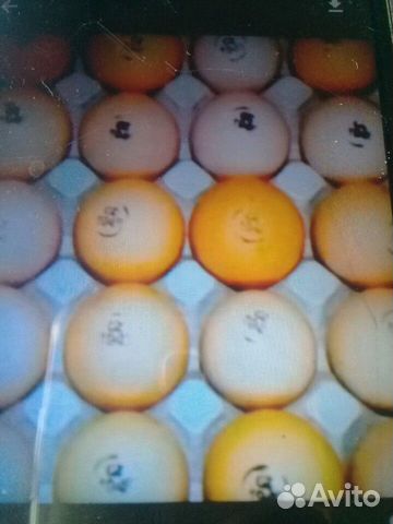 Яйцо Кобб500, Хайбред и бронза на 27.04. Индюшата