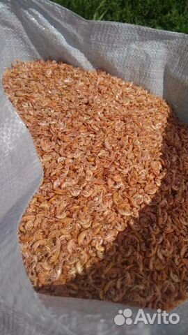 Гаммарус, мормыш сухой и живой