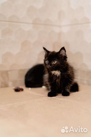 Котенок мальчик