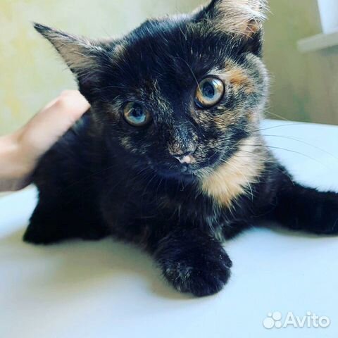 Волшебный котёнок