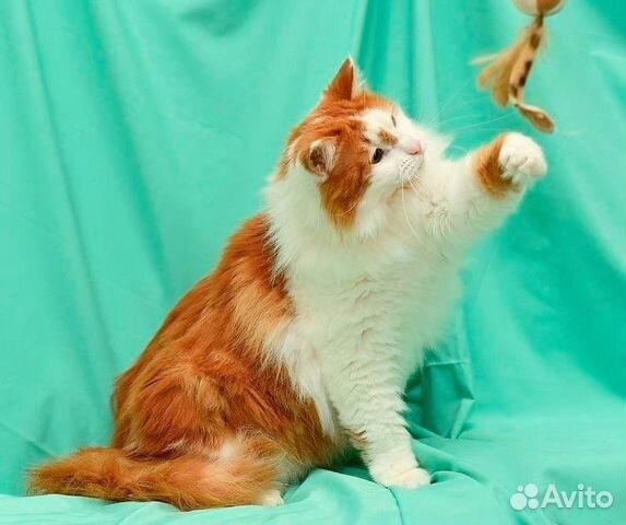Кошки и котята в дар Большой выбор