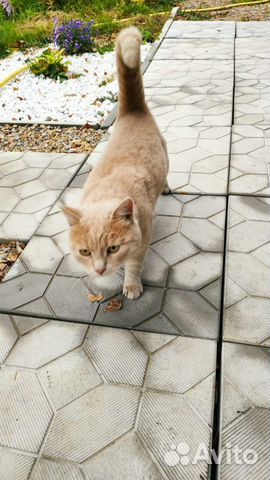 Котяра ищет дом