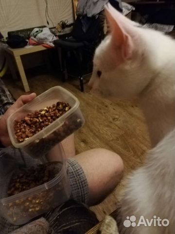 Отдаю белую кошку