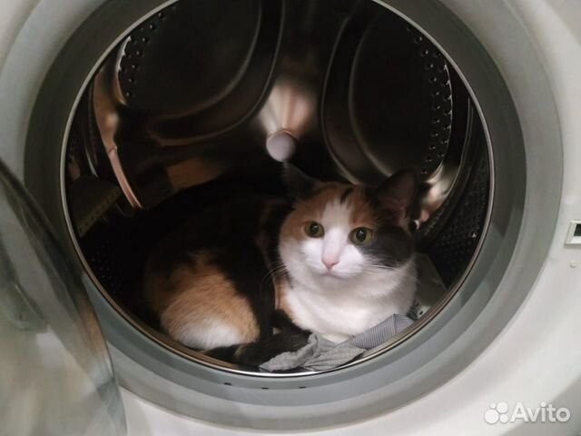 Кошка Мурёнка в добрые руки