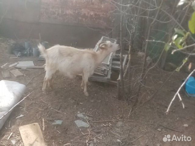 Коза нубийская