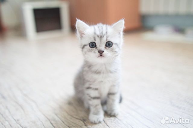 Котята серебристой шиншиллы