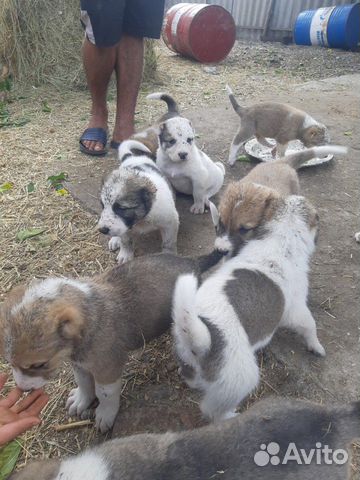 Щенки азиаты