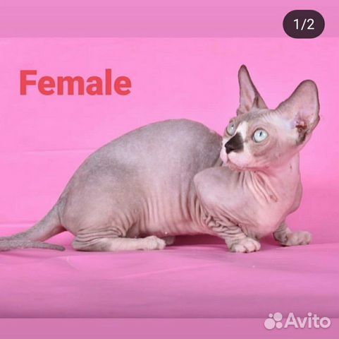 Девочки породы бамбино