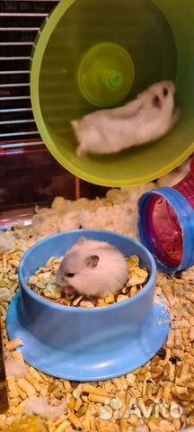 Джунгарский хомяк