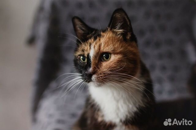 Кошка-Матрешка в дар