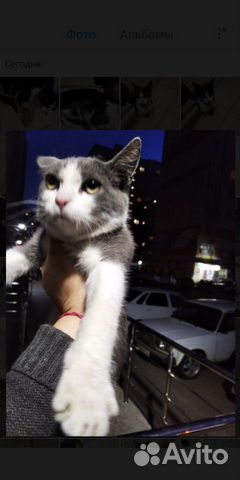 На Перспективном найден котик-месяцев 6-7