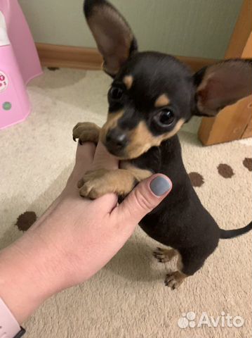 Мини той терьер щенок