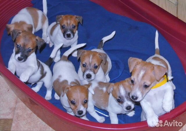 Джек Рассел терьер