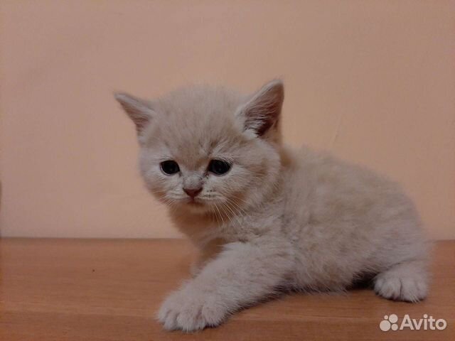 Британские котята редких окрасов