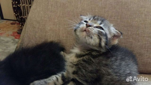 Котята