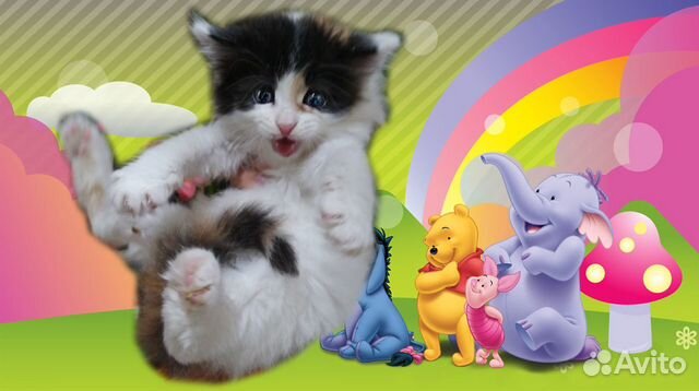 Мотя - пушистая трехцветная девочка 2 мес.в дар