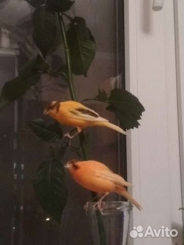 Канарейки Молодой кенар