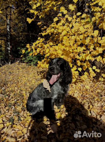 Русский спаниель кабель