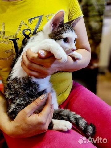 Котенок мальчик очень ласковый тигра с белым