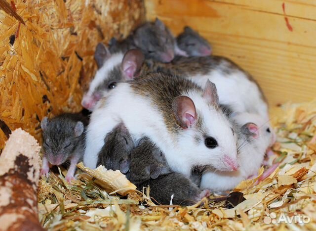 Мастомисы африканские крысы мыши