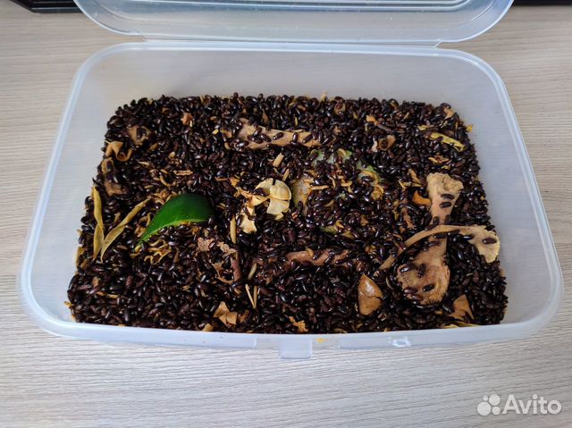 Колония жука-знахаря