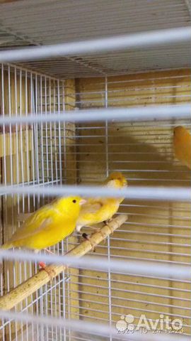 Кенары и канарейки