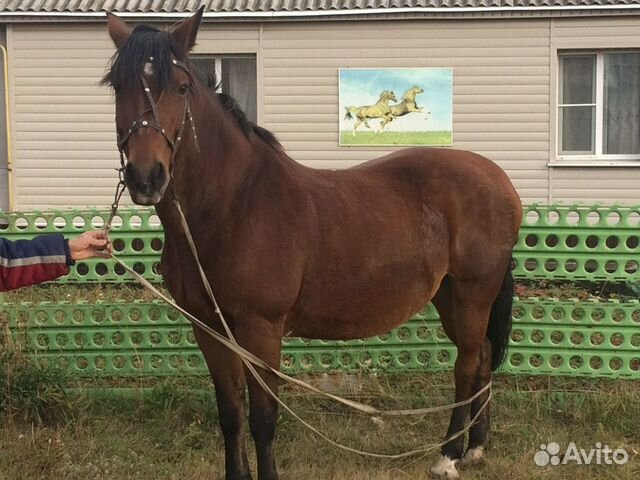 Рабочая лошадь