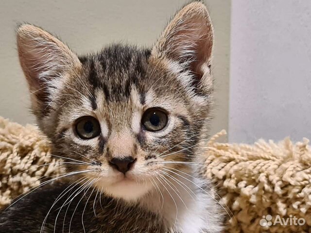 Котенок мальчик 1,5 мес