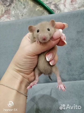 Крыска крысы крысята Дамбо