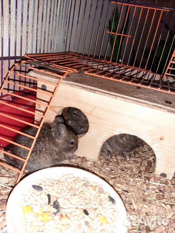 Чилийские бельчата Дегу