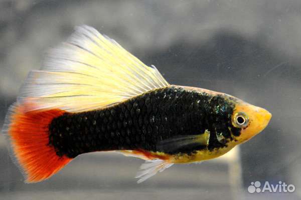 Пецилия гавайская