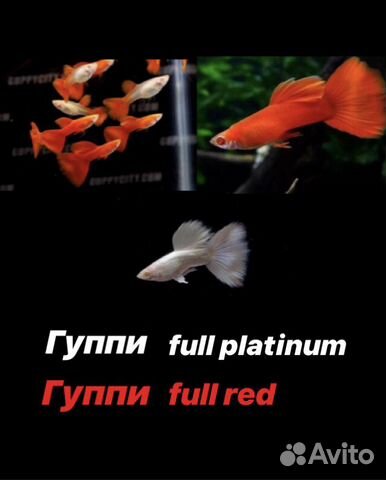 Гуппи full red albino