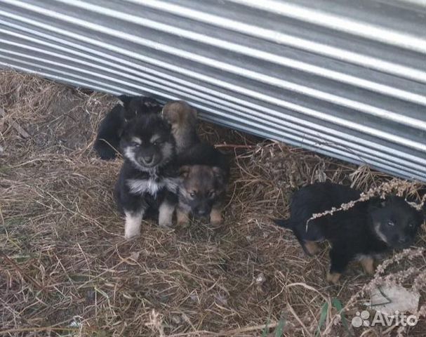 Пушистые щенки