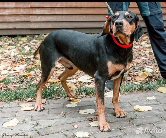 Метис словацкий гончей ищет дом