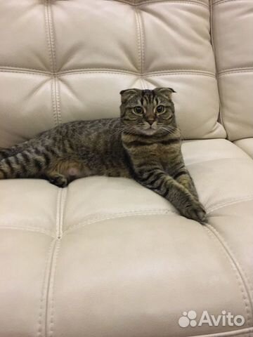 Котята Шотландсая вислоухая